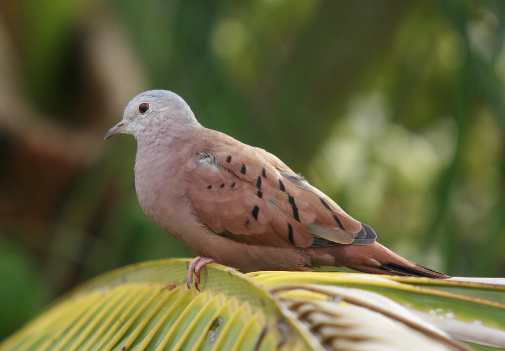 Hola, Sopetrán.: Un manso y noble animal.