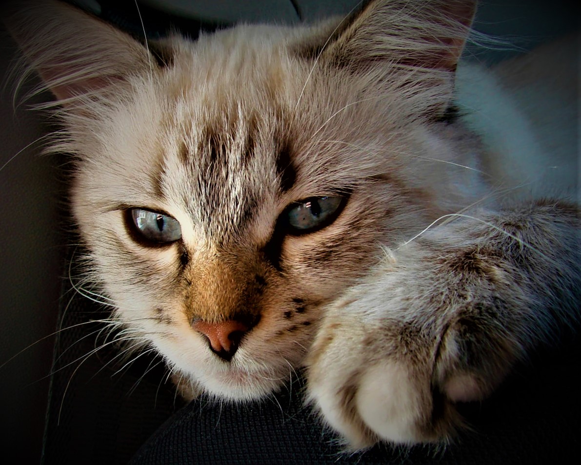 Neva Masquerade, price, breed, description, personality, diseases and care.