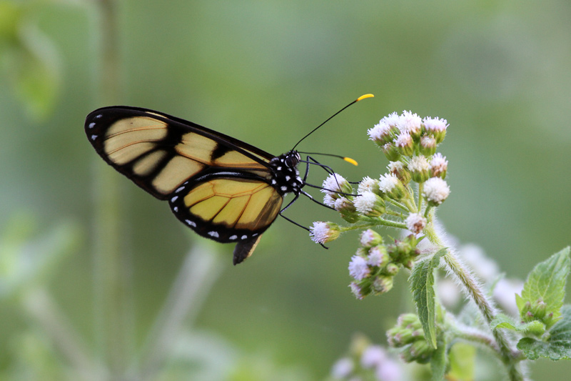 Celtina Clearwing | Project Noah