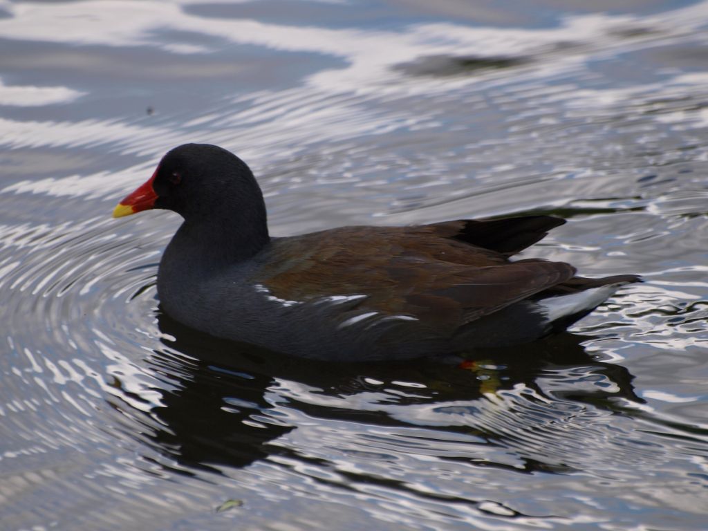 Moor Hall Primary School: Bird Club Visit Bourne Pool