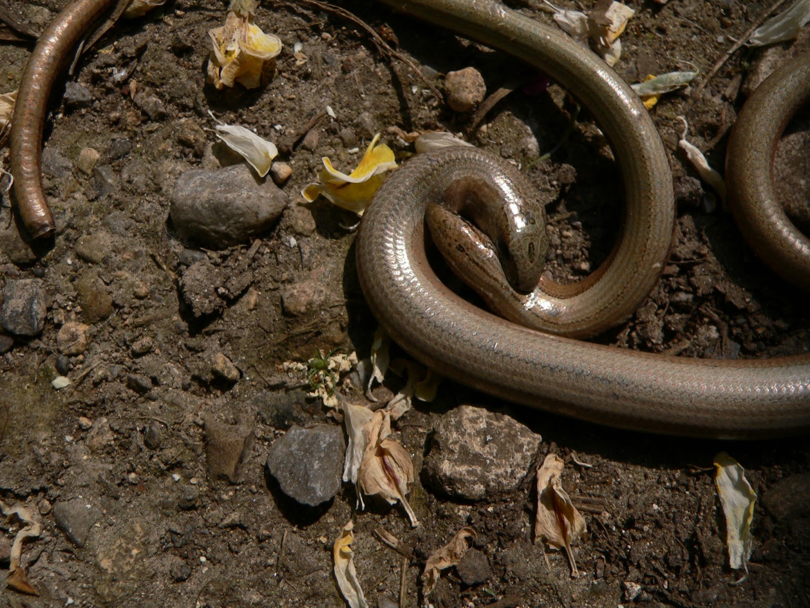 Species of UK: Week 12: Slow Worm (Anguis fragilis)