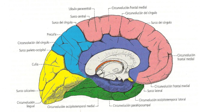 Sistema Nervioso Central: Prosencéfalo o cerebro posterior