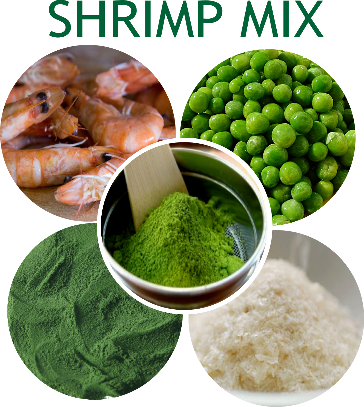 AKWAPASJA - AKWARYSTYKA, porady, ryby, rośliny, biotopy, sprzęt ...