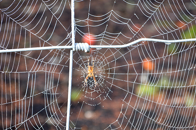Art Threads: Friday Inspiration - Spider Webs