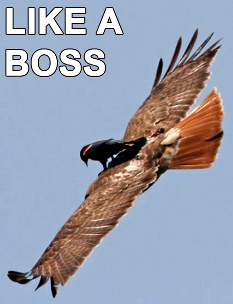 Just for fun pic: Badass Bird Riding An Eagle - Like A Boss