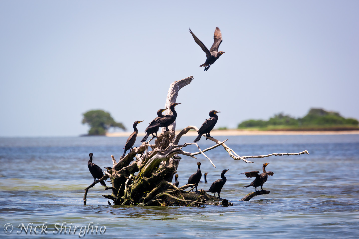 Captain Martin C Fly Fishing: Flamingo in August (en Español)