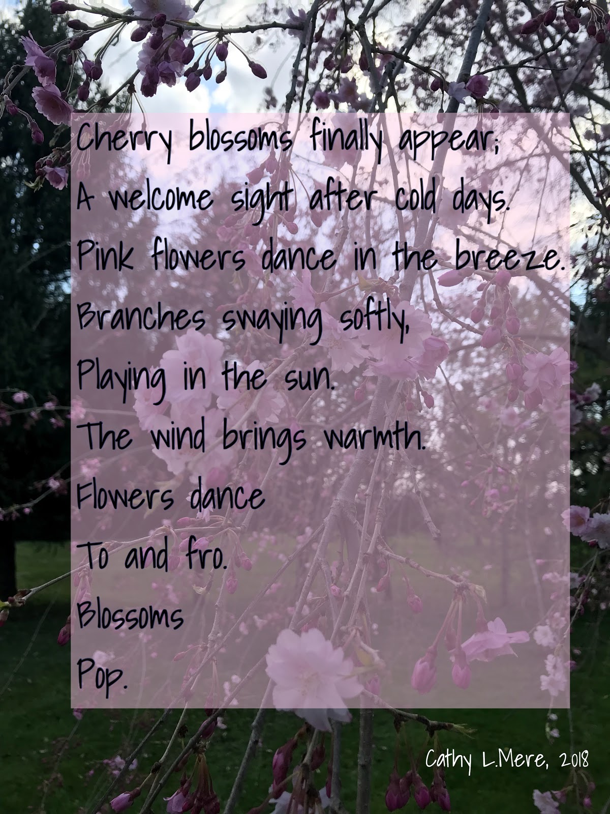 Poetry Month: Cherry Blossoms 27 of 30