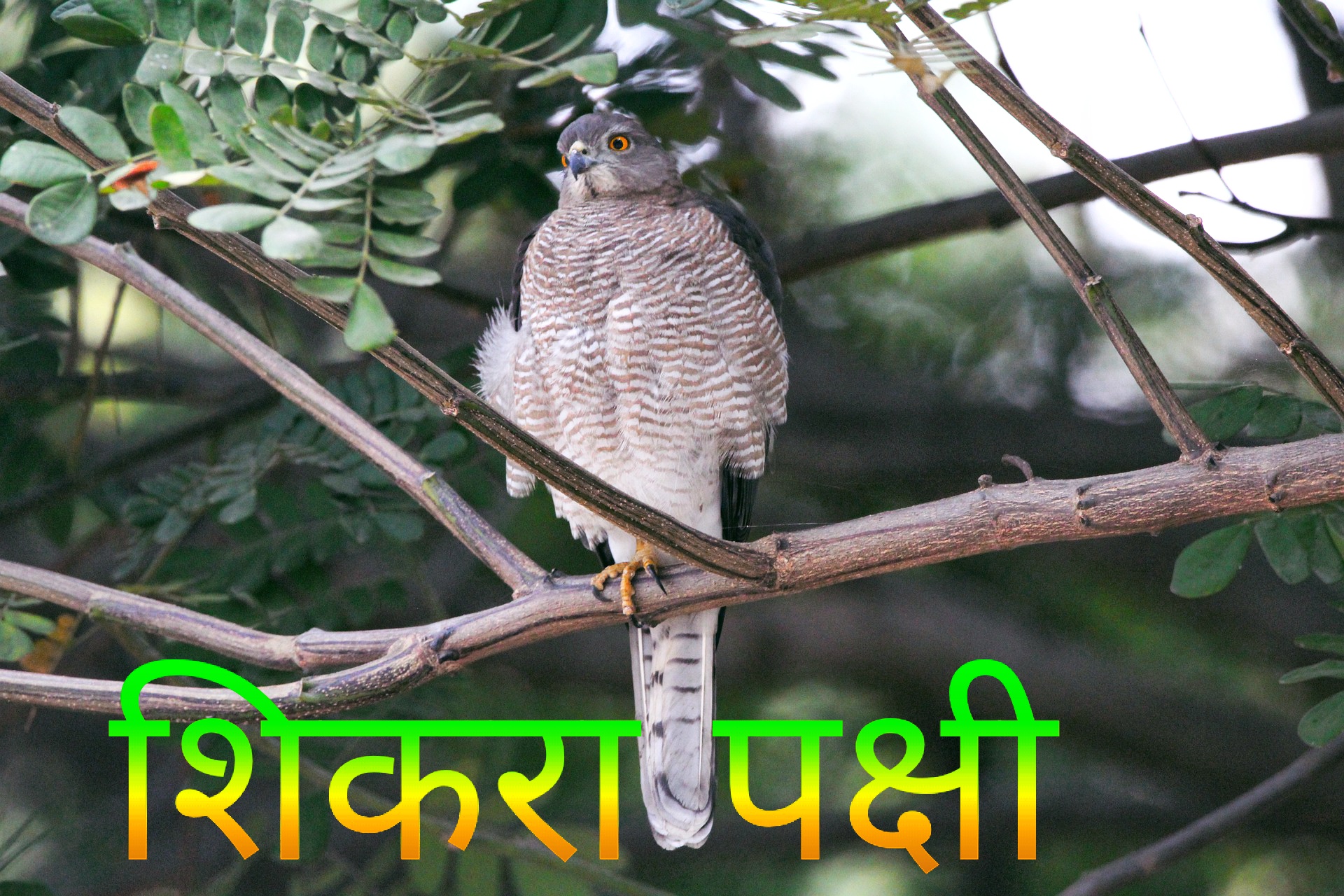 Shikra Bird Information In Hindi Soch Ka Safar shikra-bird-information-in-hindi-soch-ka-safar