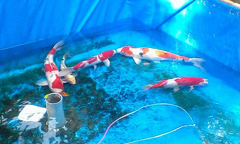 MAT KOI FARM: Breeding-Culling-Selling