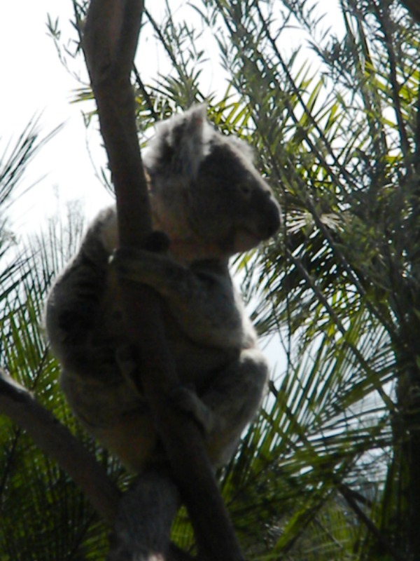 The Zoo Review: Species Fact Profile: Koala (Phascolarctus cinereus)