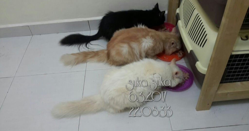 "SUKA SUKA ": Disiplin