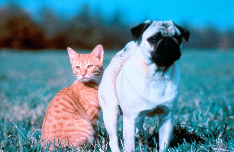 El Abismo Del Cine: Las aventuras de Chatrán (1986)