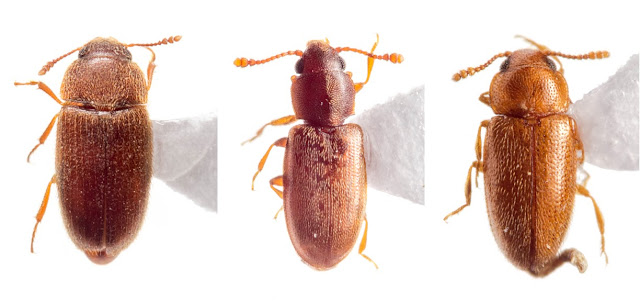 NCSU PDIC: LBJs (Little Brown Jobbies): Beetle Edition