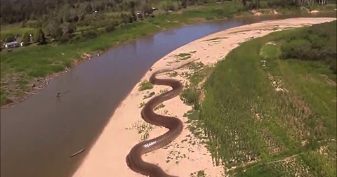 Maajabu ya Msitu wa AMAZON / Unatisha / Miti Inatembea / Nyoka wa Ajabu