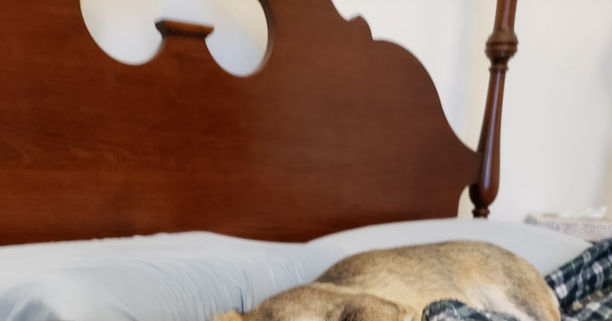 Committed Stitcher: Sleepy Chad