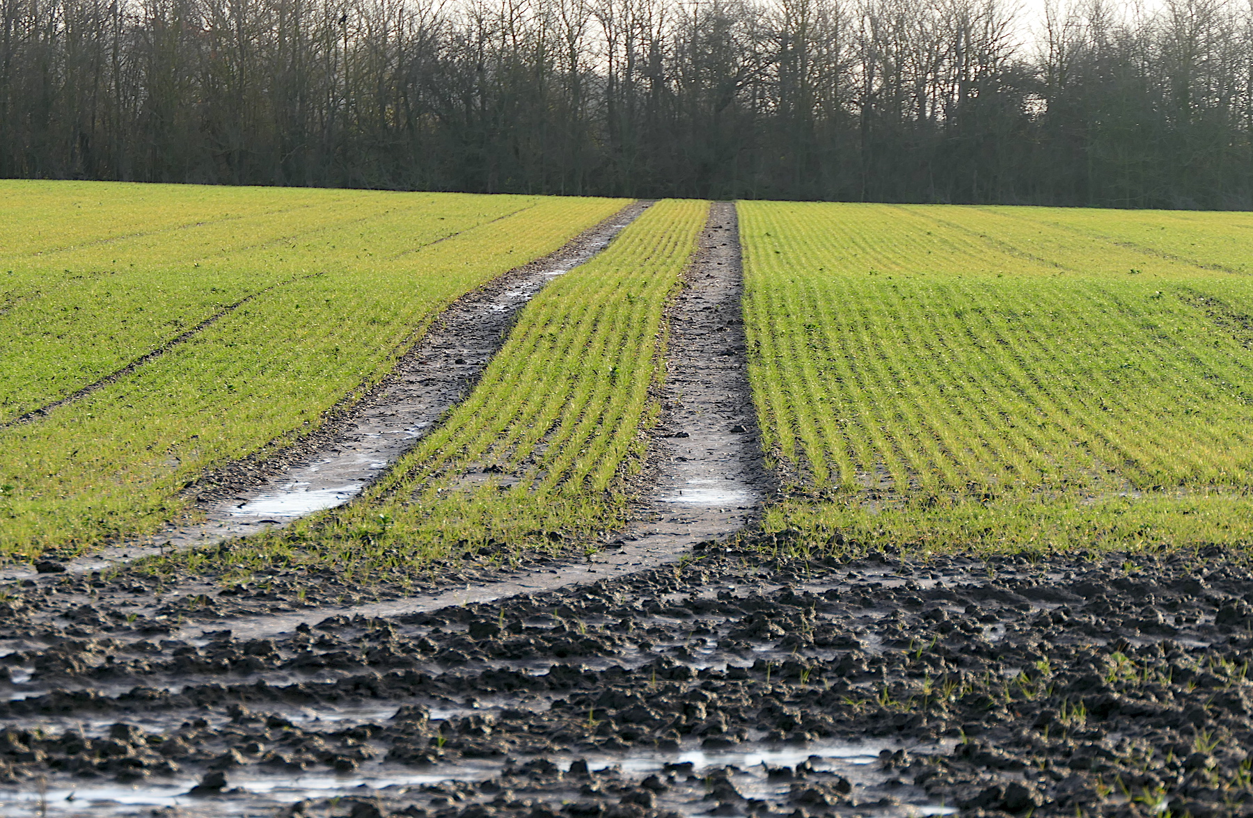 Bowers Marsh walk, January 2021 No. 7