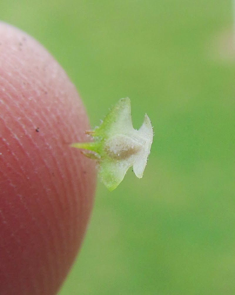 PhyloBotanist: Botany picture #142: Soliva sessilis