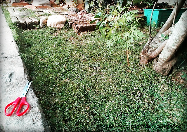 Tanam Rumput Karpet Jenis Rumput Filipina