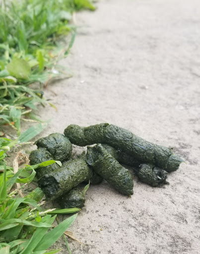 How Much Do Geese Actually Poop? - Fresh Eggs Daily® with Lisa Steele