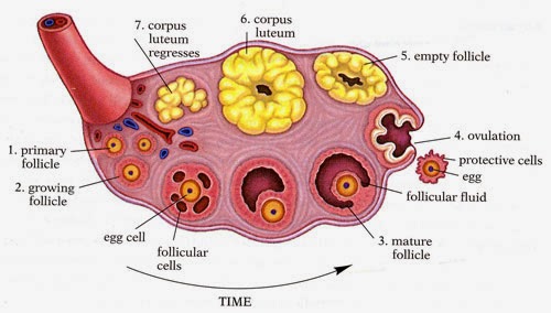 manajemen dan fungsinya: SIKLUS PADA OVARIUM