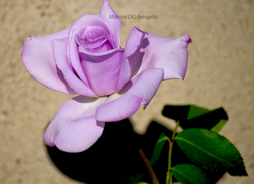 HAL, Europa y las lunas de Llós: julio 2014