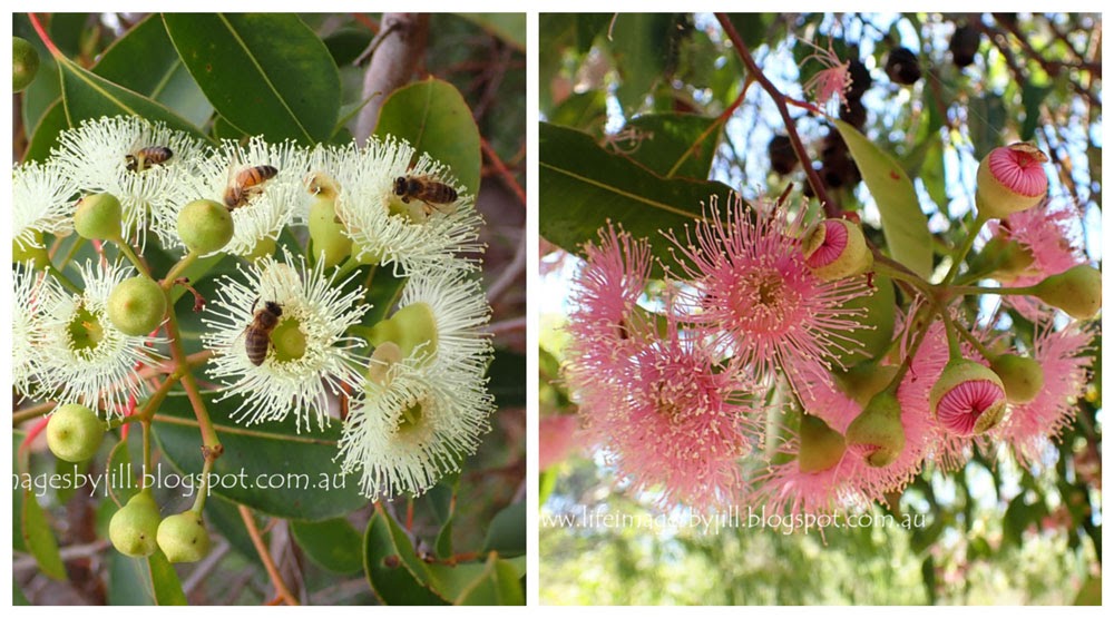 Life Images by Jill: Pink Rosea Marri tree