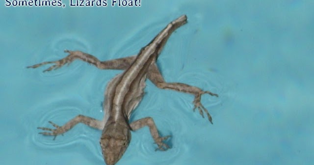 Rambling Moose: Swimming Lizard, Floating Lizard - Picture