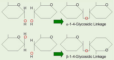 Los polisacaridos | Biologia general