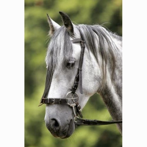 Super Horse Expert: LG-Bridle - The German Bitless Bridle - This is the ...