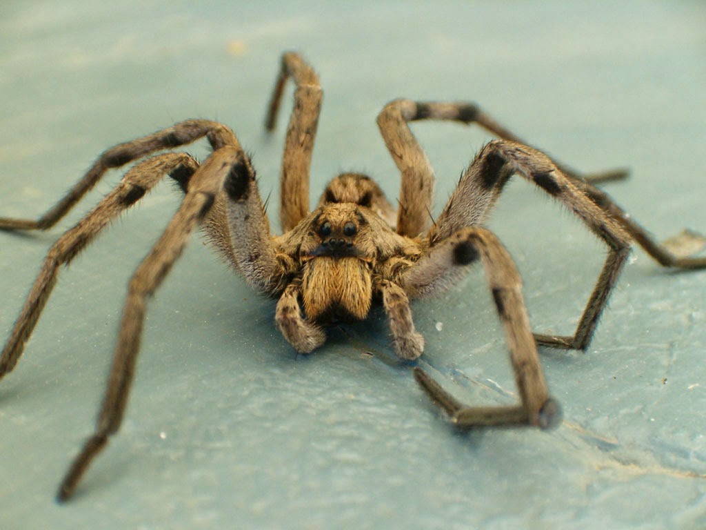 Imagenes de arañas: Fotografia rara araña patas largas [21-3-16]