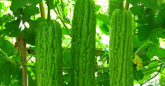 INFO & CARA : 4 Langkah Cara Budidaya Menanam Pare/Paria Baik dan ...