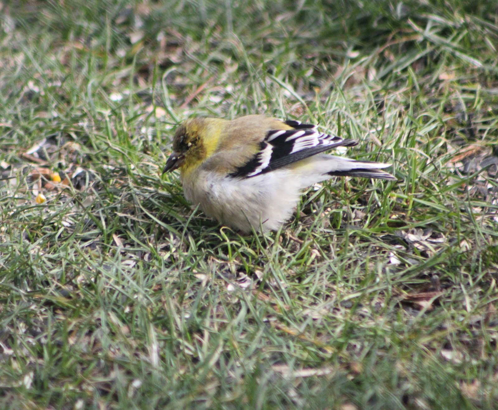 Beyond My Garden: Fat Goldfinch