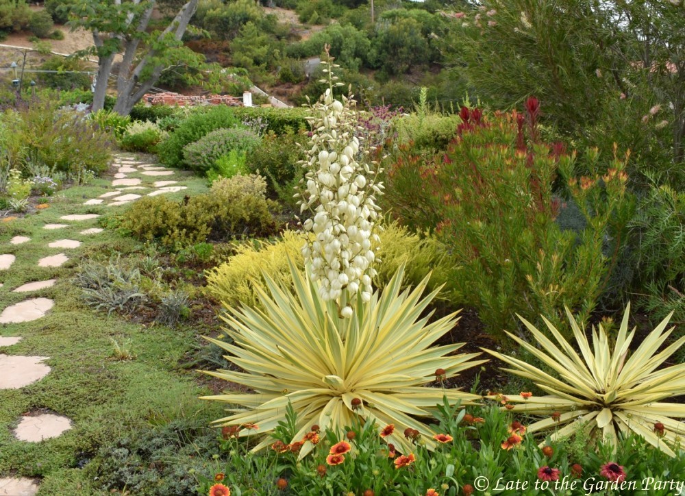 Bright Star Yucca