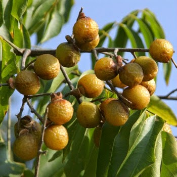 Medicinal plants of Manipur