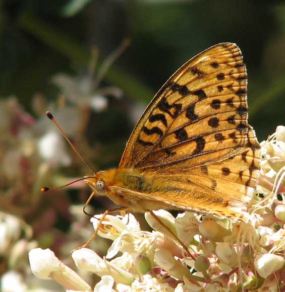 Group 6: Behren's Silverspot Butterfly- Lili LeBaron