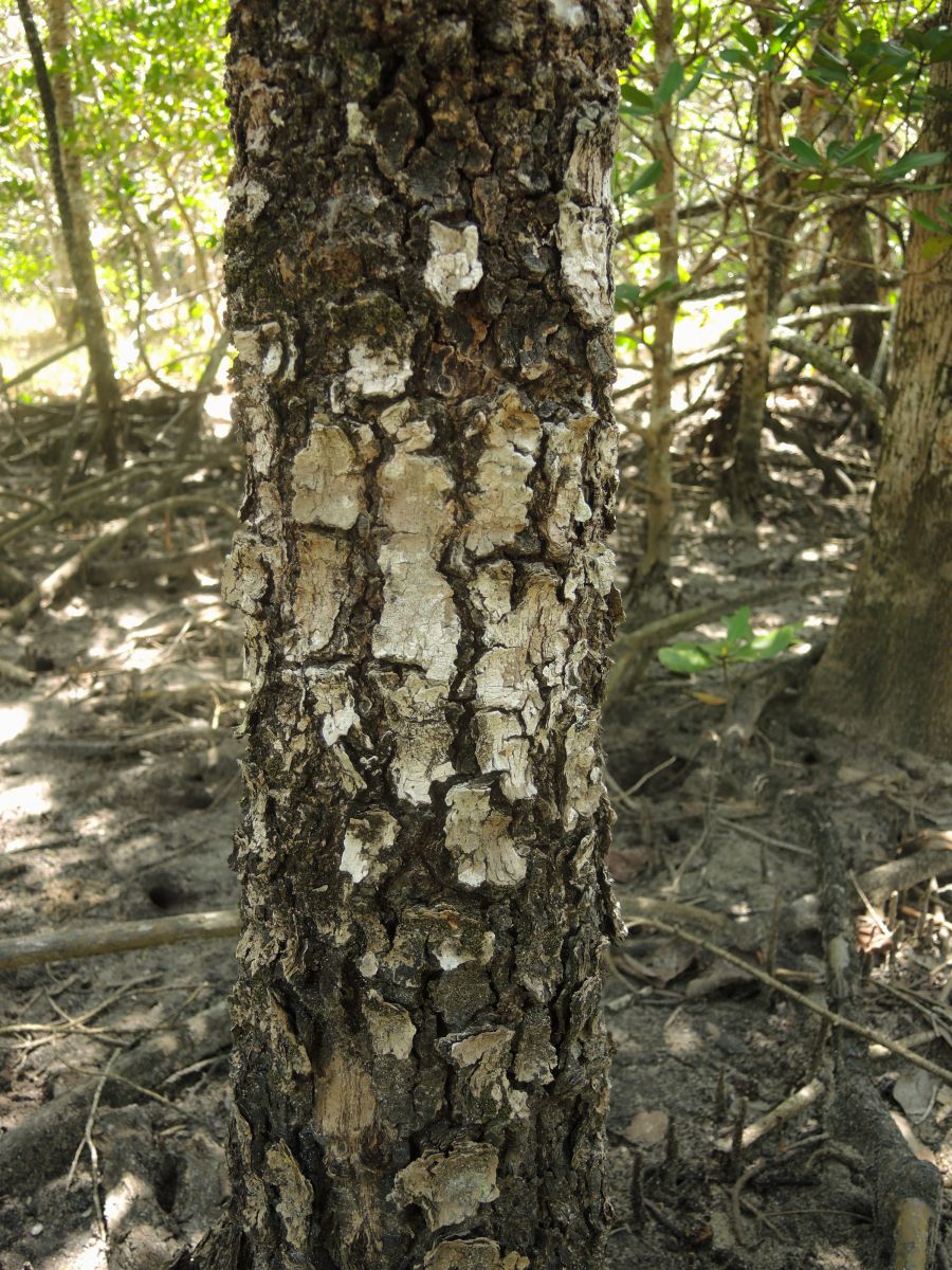 Queensland Coast: Australia's Spurred Mangroves (Ceriops sp.)