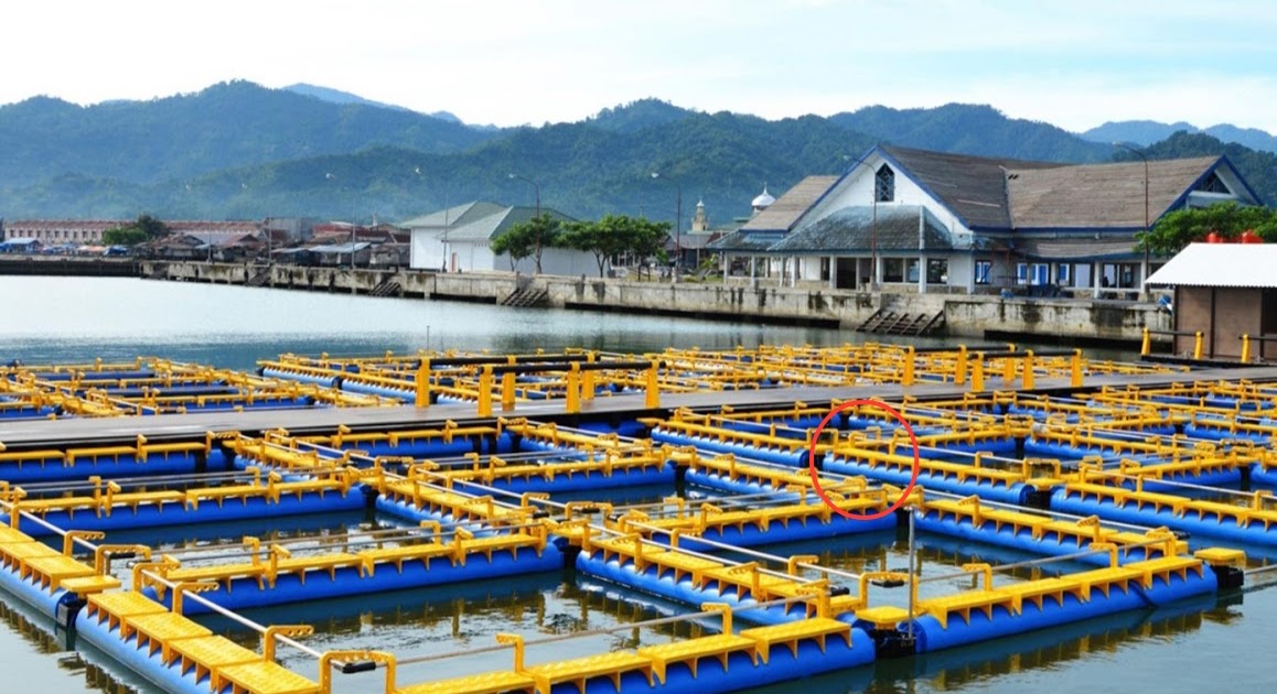 Metode Akuakultur dengan Keramba Jaring Apung (KJA) untuk Wadah ...