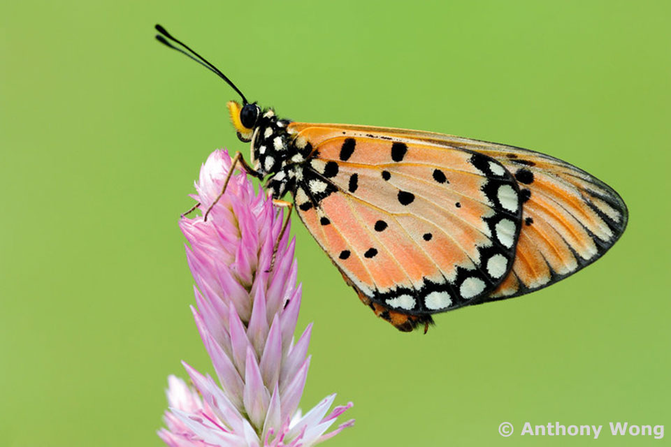 Butterflies of Singapore: Butterfly of the Month - January 2018