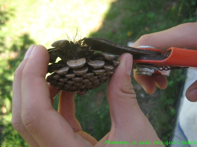 Maman....je sais pas quoi faire ! ! ! : Fleurs en pignes de pins