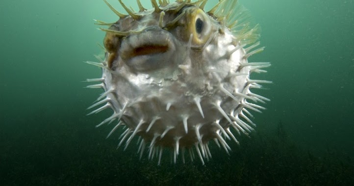 Bagaimana Blowfish Menghadapi Predator? | Belajar Sampai Mati