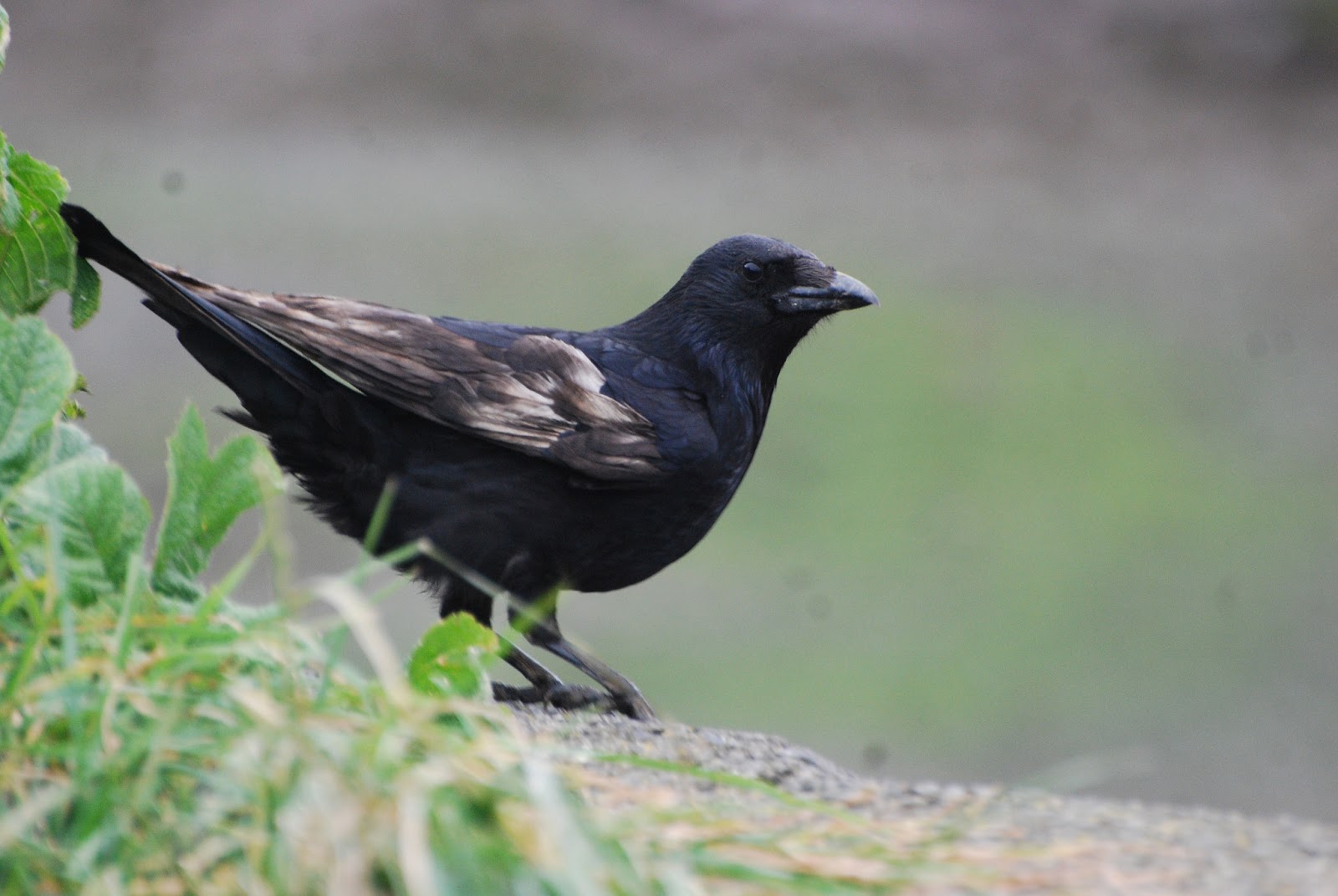 Wren's Nature Notebook: Cornish birding trip - Day 2