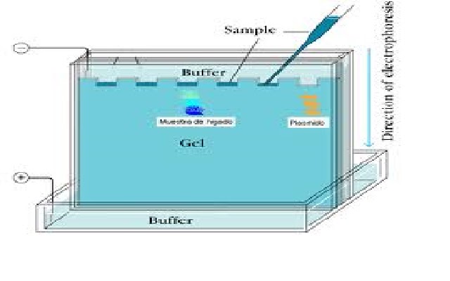 Fisicoquimica experimental: ELECTROFORESIS