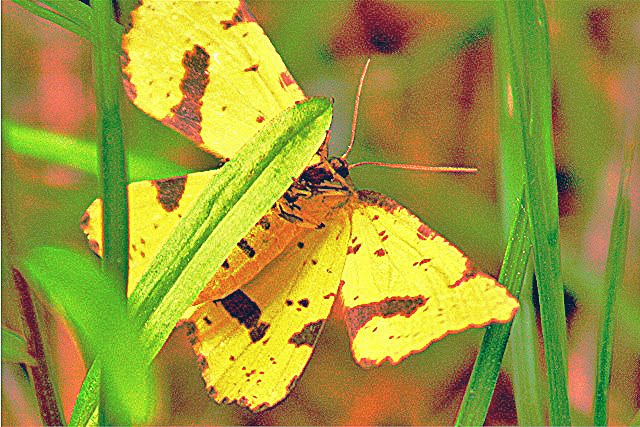 butterflies, moths and caterpillars: A pretty yellow,A Xanthotype moth