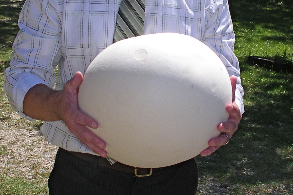 Jamur yang Ukurannya Lebih Besar daripada Bola Basket? Inilah Dia, Si ...