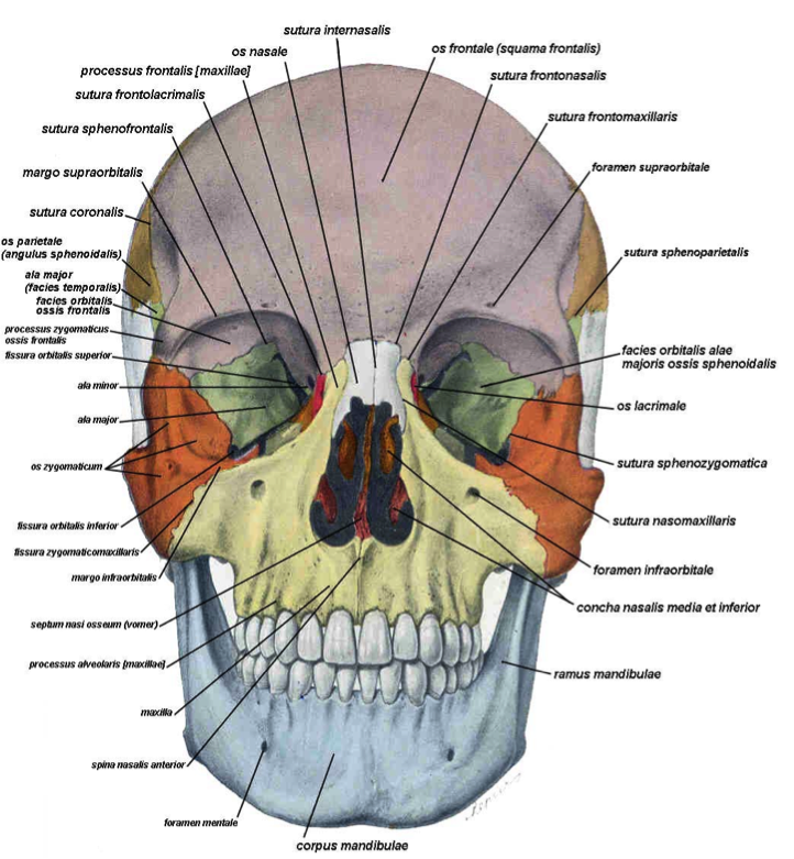 DERS NOTLARI: KEMİK,CRANİUM