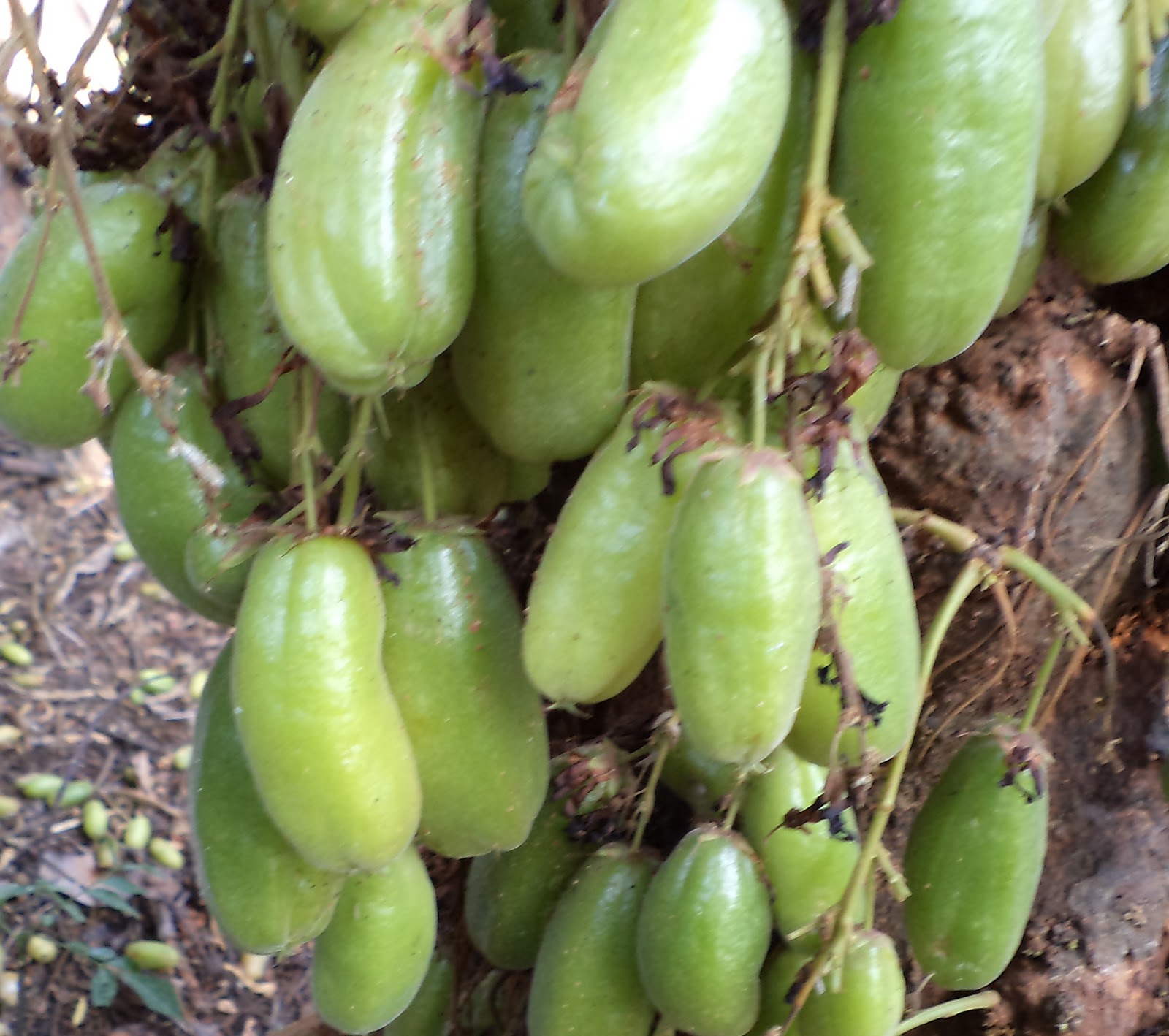 Mouthwatering Food Recipes: 193) BIMBLA PACHADI