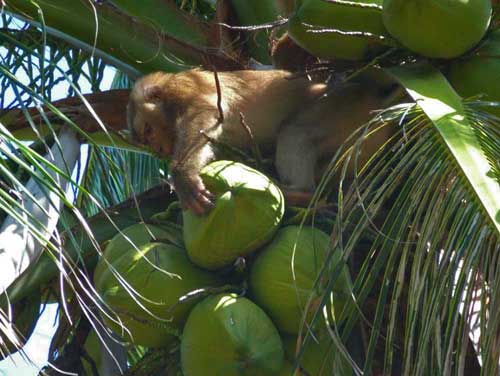 Retired--Now What?: A Monkey to Harvest Coconuts