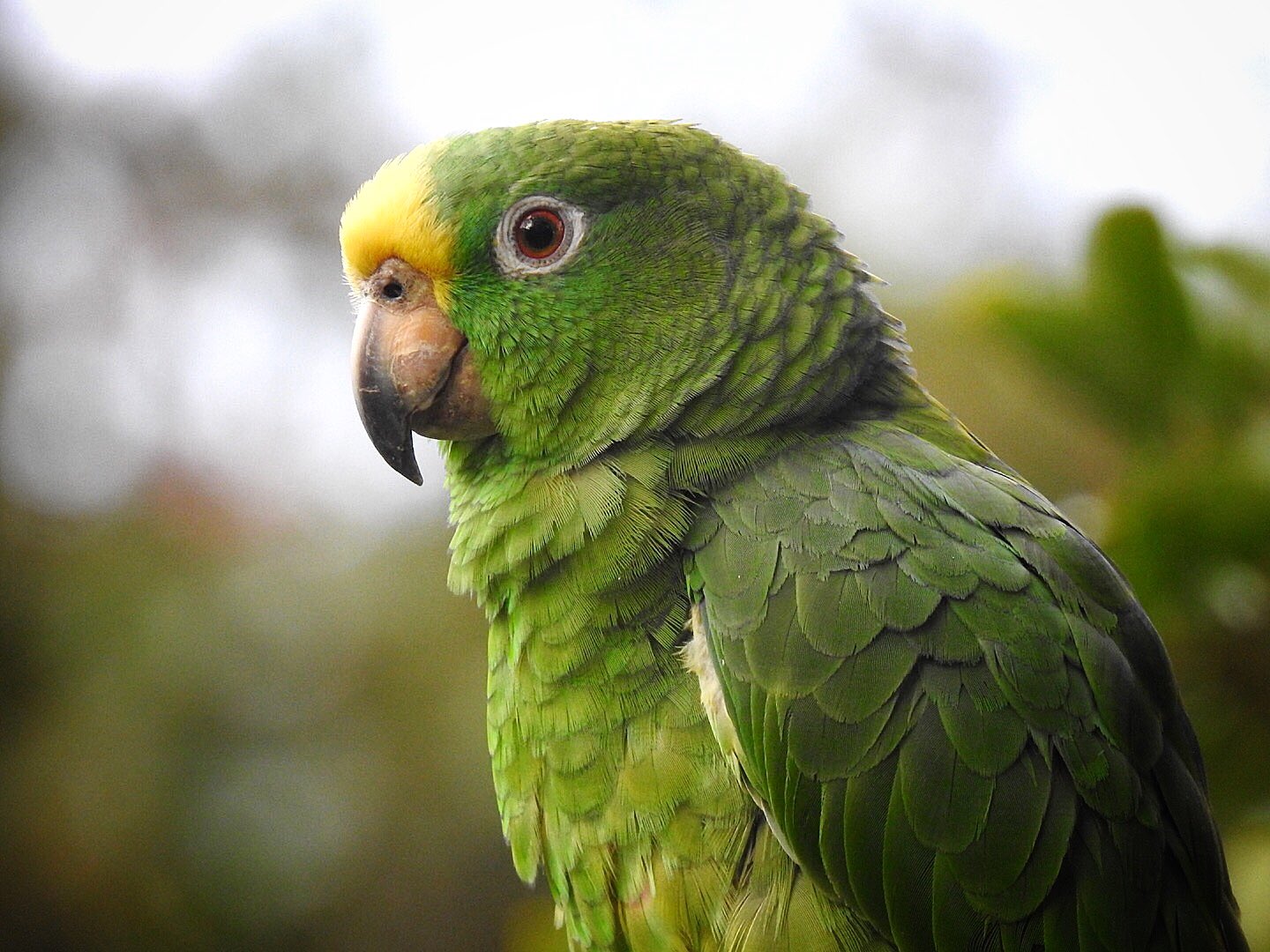 Amazona ochrocephala - Que Ave o Pájaro