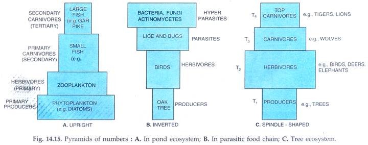 Ecological Pyramid - तरुमहिमन्