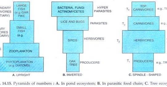 Pond Ecosystem Pyramid
